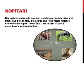 Sisari biologija 2 | PPTX