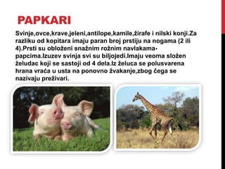 Sisari biologija 2 | PPTX