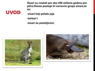 Sisari biologija 2 | PPTX