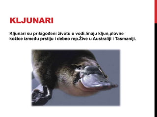 Sisari biologija 2 | PPTX