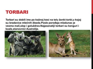 Sisari biologija 2 | PPTX