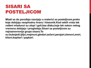 Sisari biologija 2 | PPTX