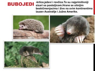 Sisari biologija 2 | PPTX