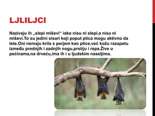 Sisari biologija 2 | PPTX