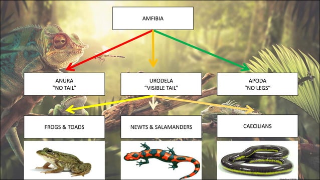 AMFIBIA DAN REPTILIA pdf | PPT