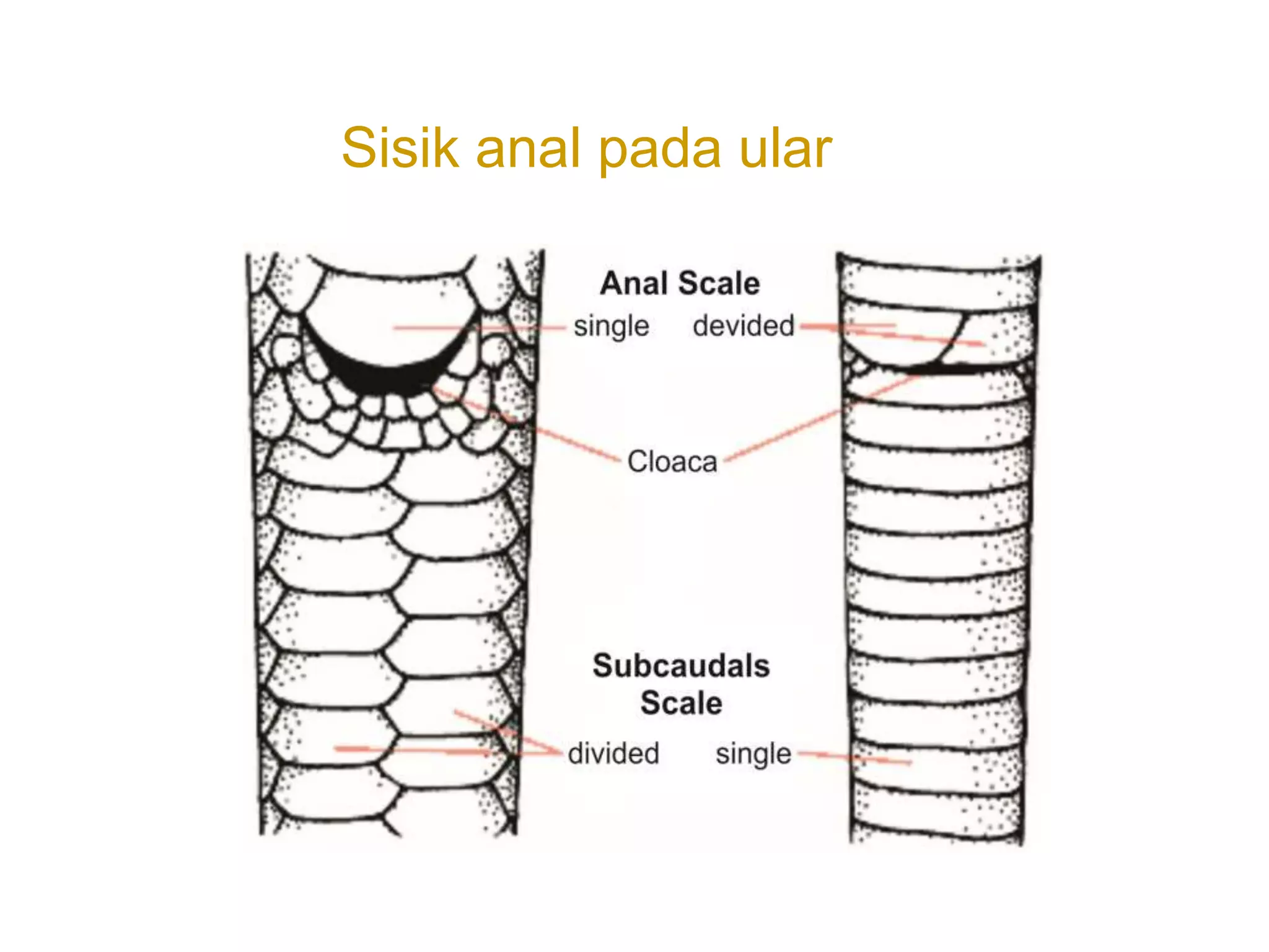 Sisik kadal dan ular | PPTX