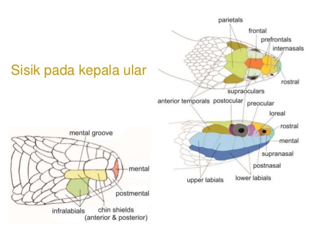 Sisik kadal dan ular