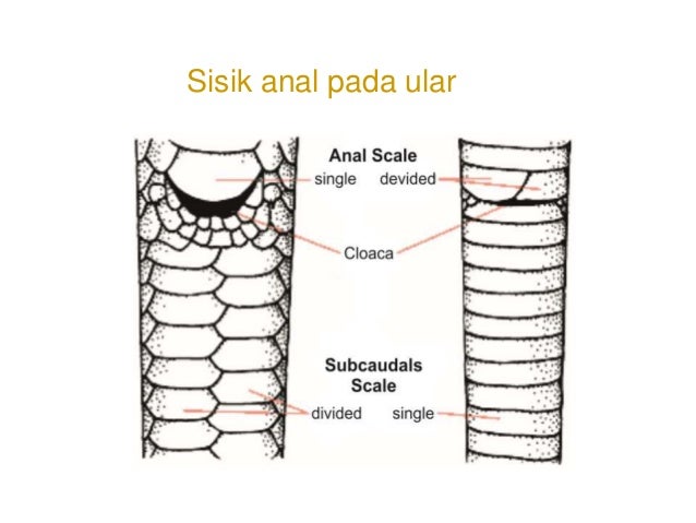 Sisik kadal dan ular