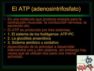 Sisitemas Energeticos Atp-pc , Glucólisis anaeróbica , aeróbico u ...