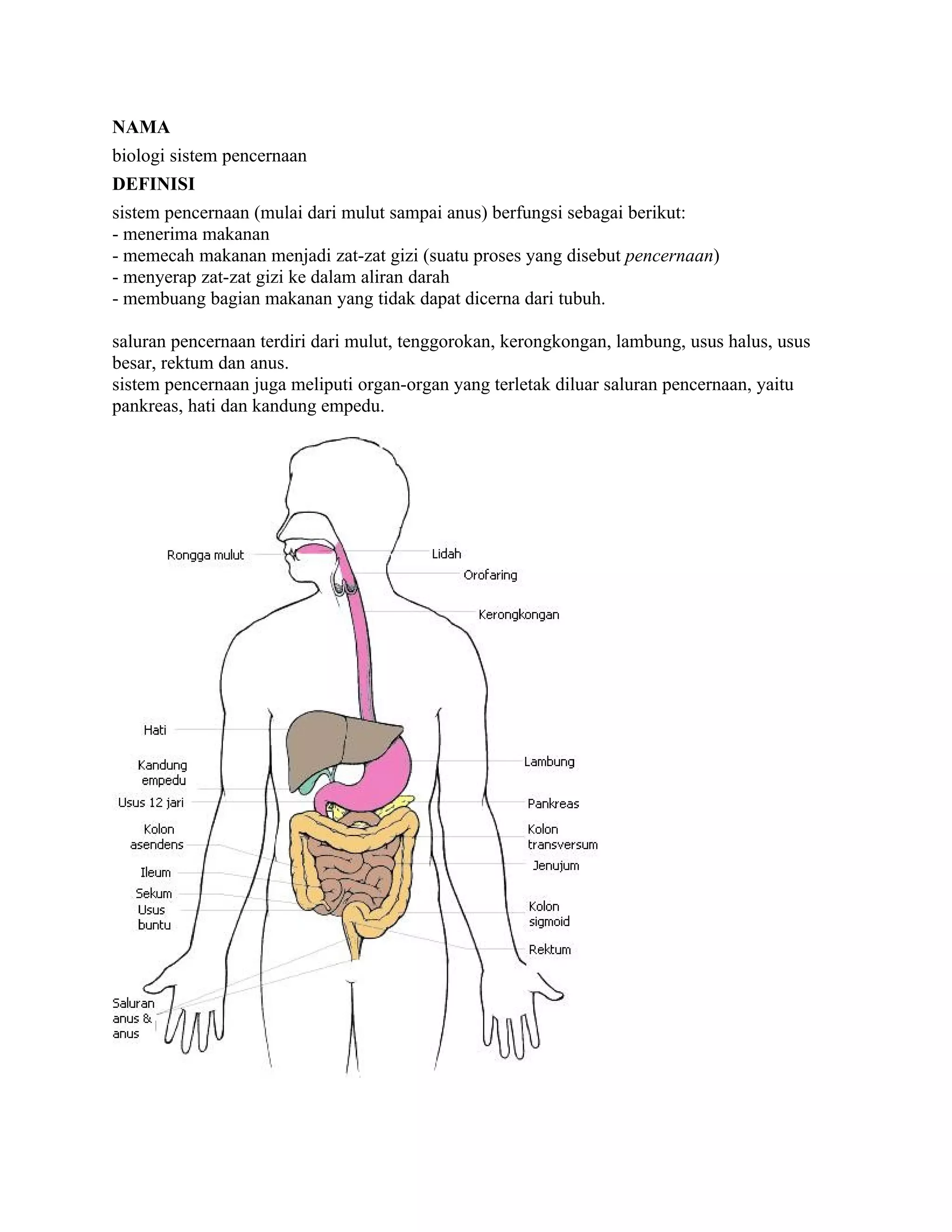 Sistem pencernaan | PDF