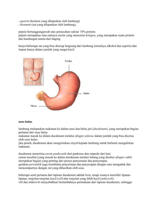 Sistem pencernaan | PDF