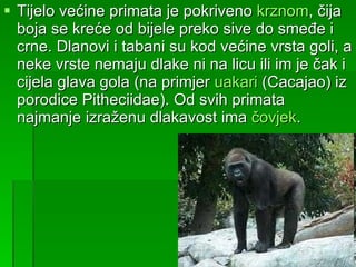 Sišmiši i majmuni - Lovro Likar | PPT