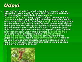 Sišmiši i majmuni - Lovro Likar | PPT