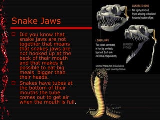 fact of snakes.. | PPT