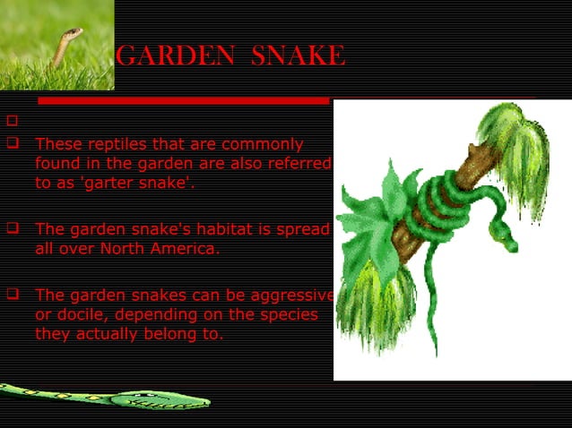 fact of snakes.. | PPT