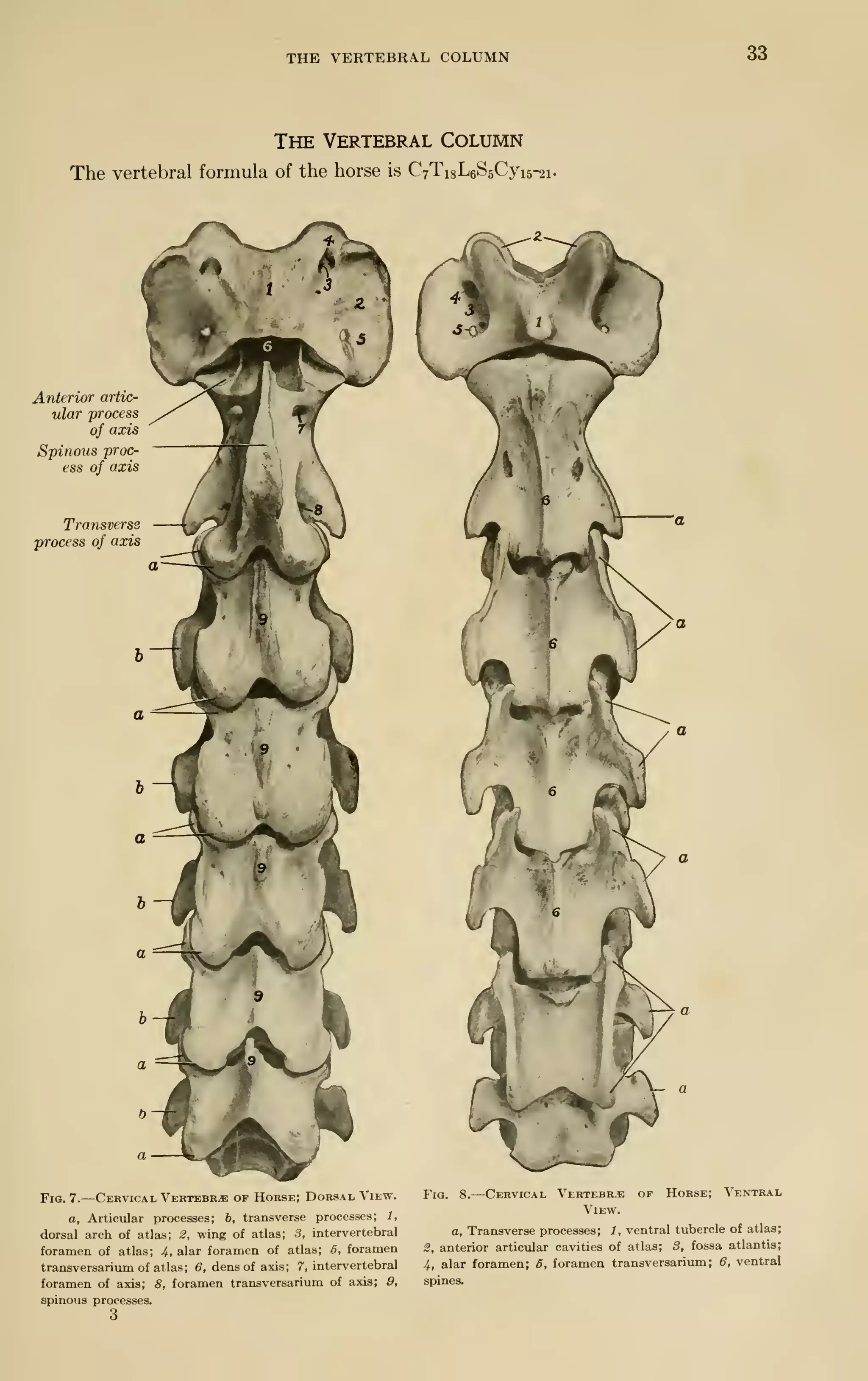 Sisson's anatomy (veterinary) | PDF