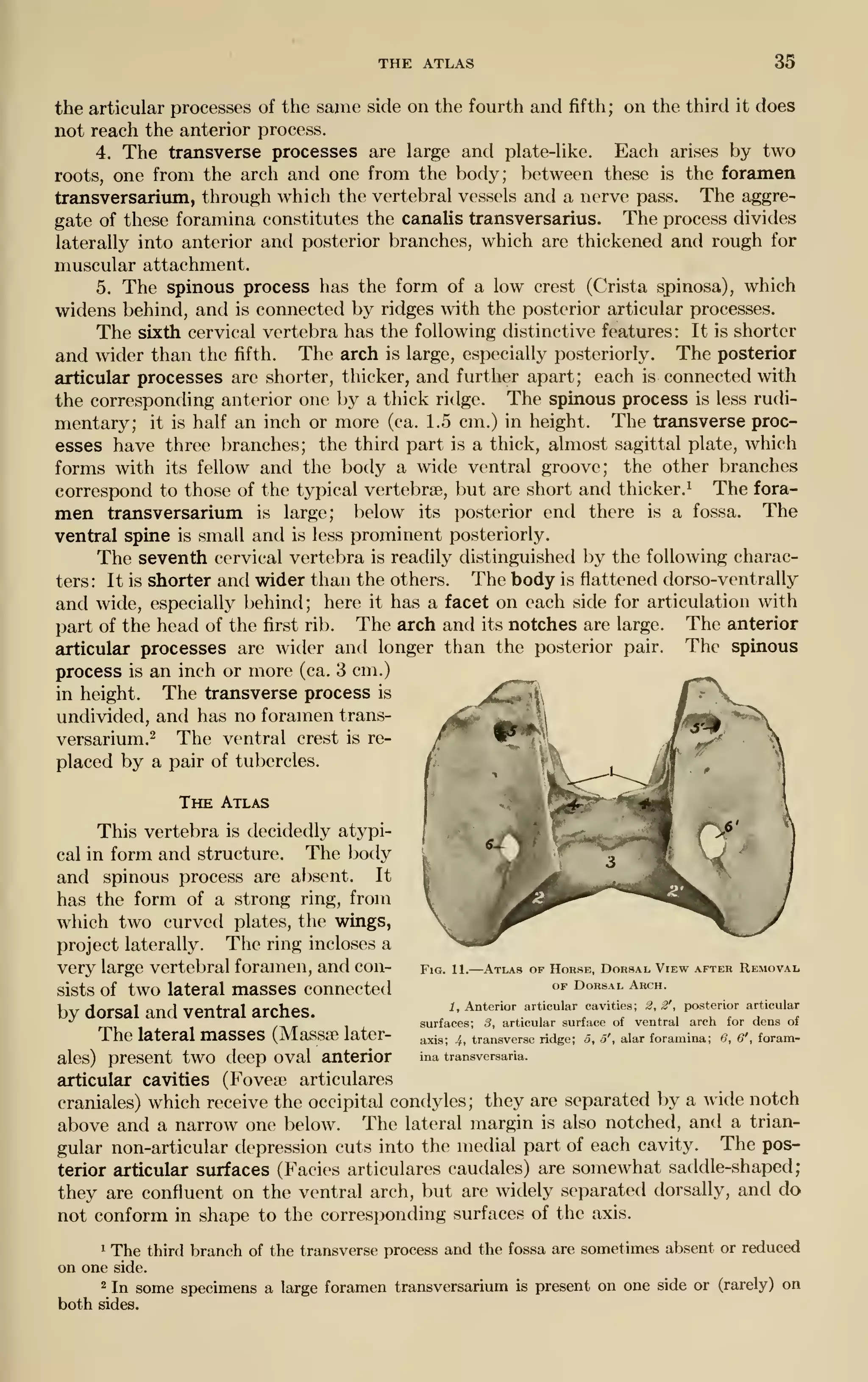 Sisson's anatomy (veterinary) | PDF