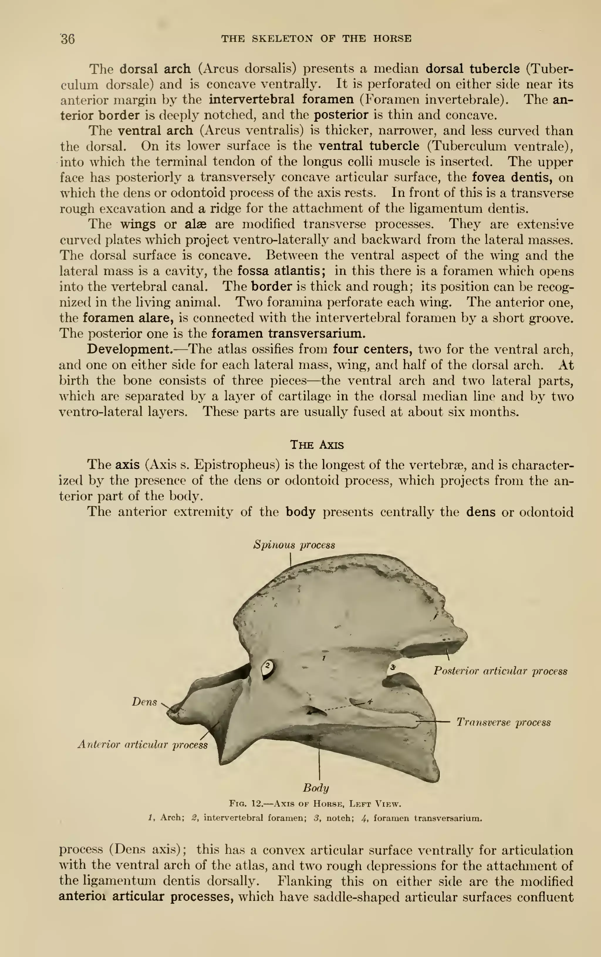 Sisson's anatomy (veterinary) | PDF