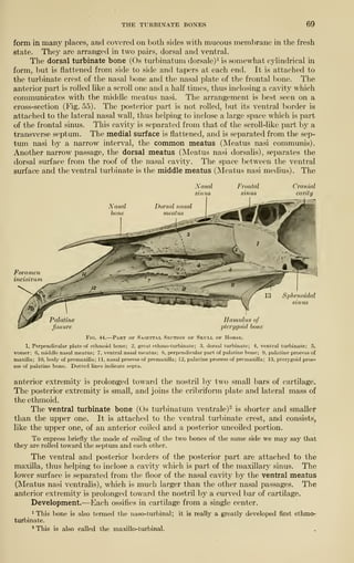 Sisson's anatomy (veterinary) | PDF