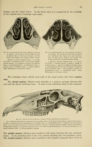 Sisson's anatomy (veterinary) | PDF