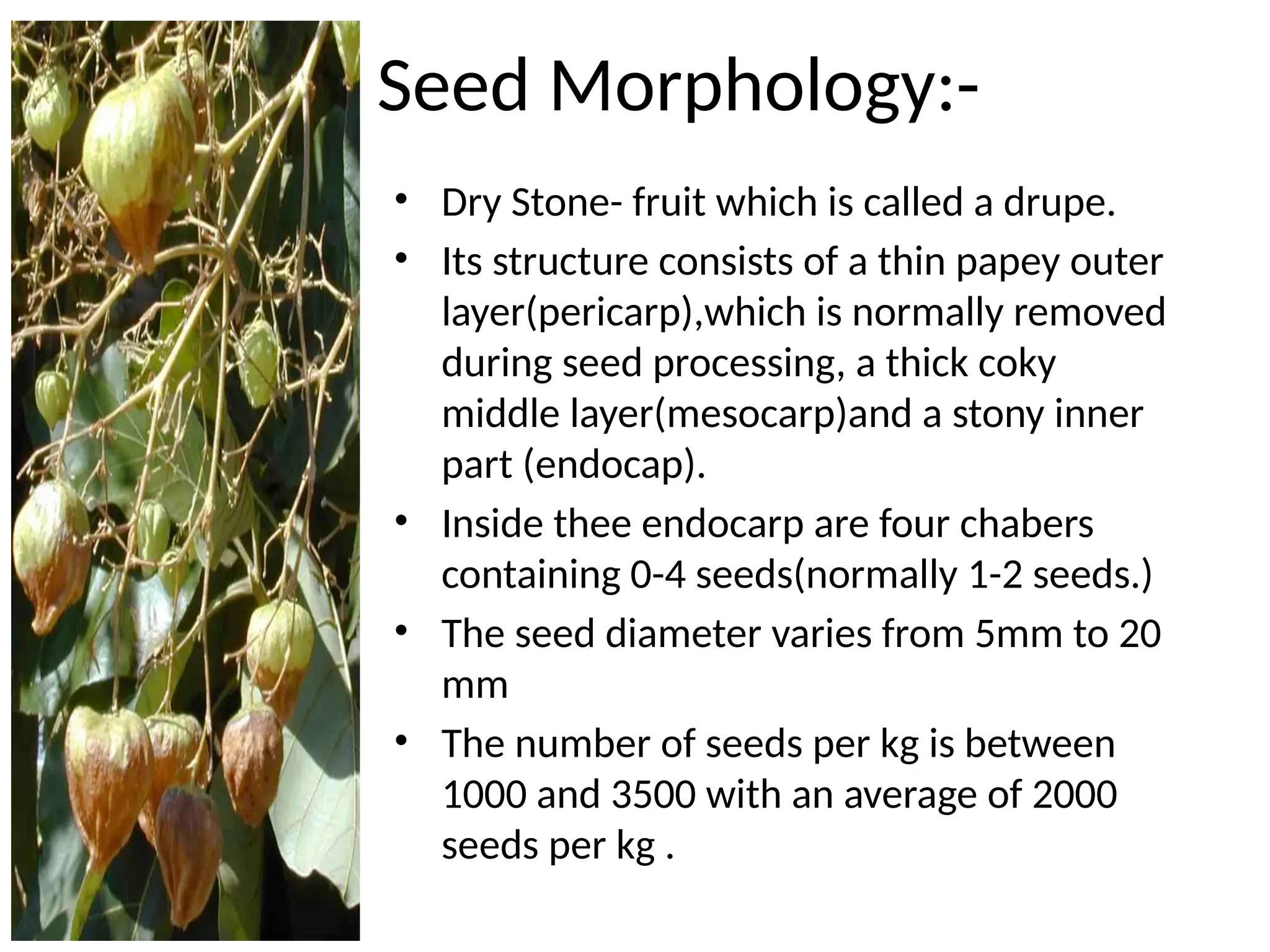 Sissoo germination ttest of seed of .pptx