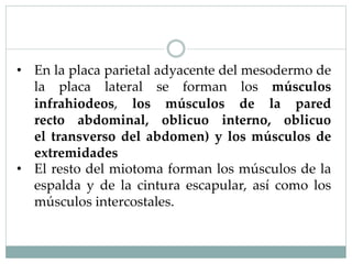 Embriología - Sistema músculo esqueletico | PPTX