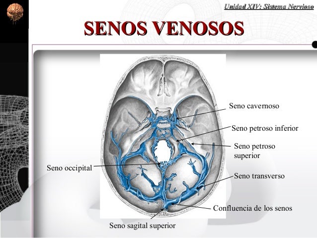 Sistema Nervioso. Parte l
