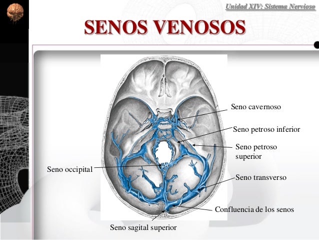 Sistema Nervioso Central