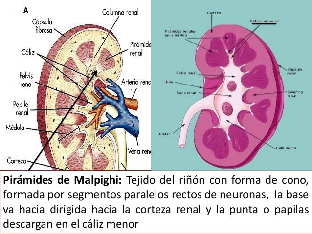 Sistema Urogenital