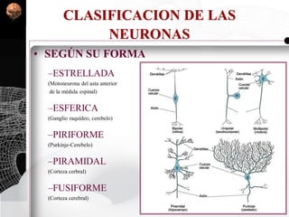 Sistema Nervioso Periférico, Autonomo. Histología y Embriología del ...