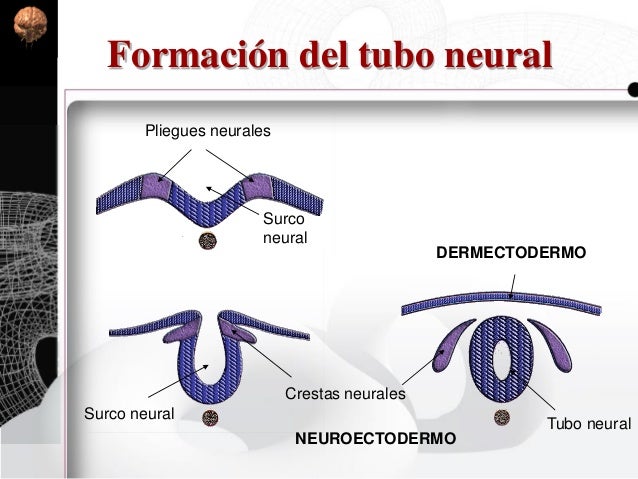 Sistema Nervioso Periférico, Autonomo. Histología y Embriología del S…