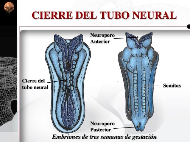 Sistema Nervioso Periférico, Autonomo. Histología y Embriología del S…
