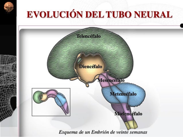 Sistema Nervioso Periférico, Autonomo. Histología y Embriología del S…