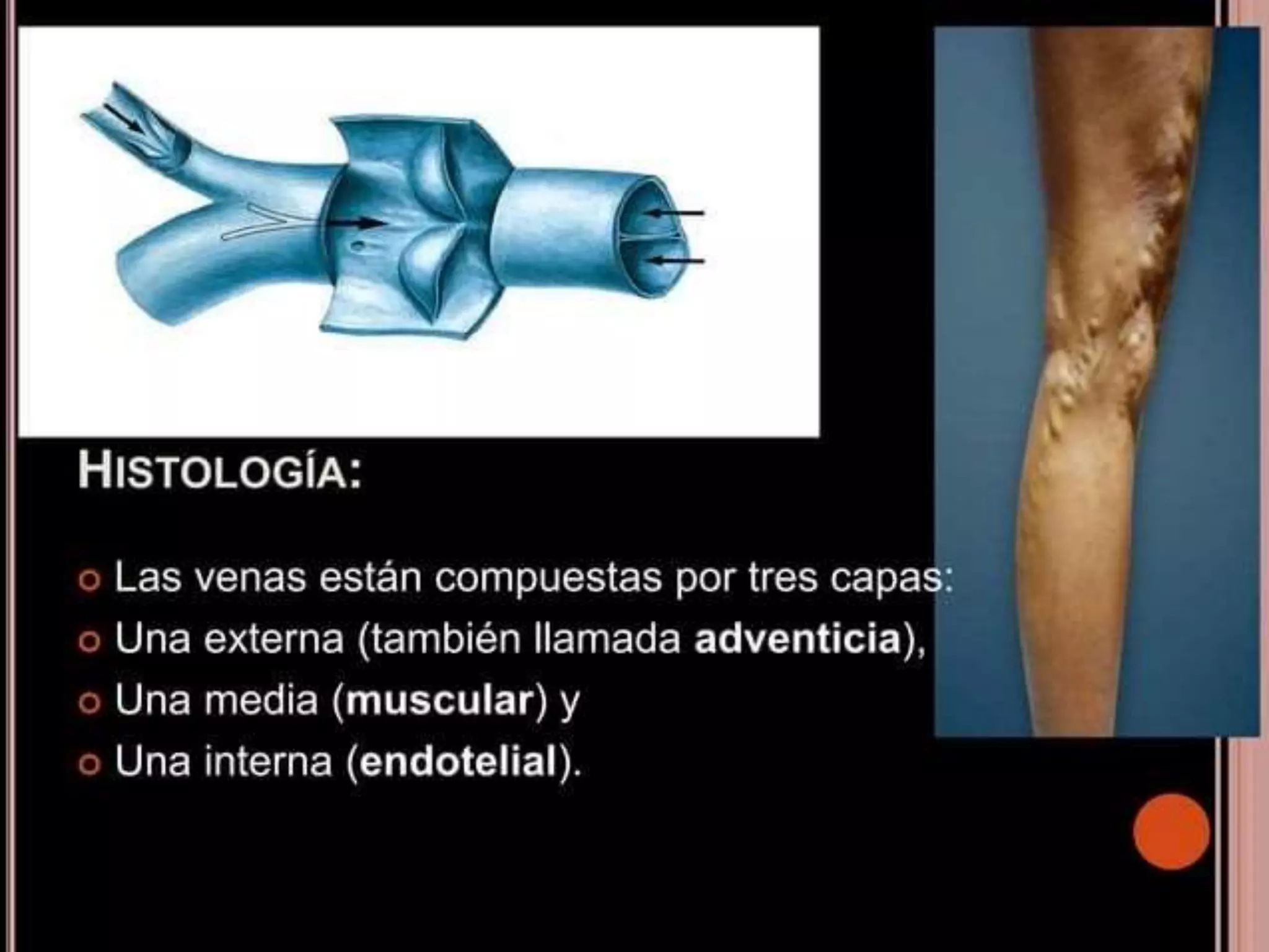 sist.cardiovascular. Esteban Esteban.pptx