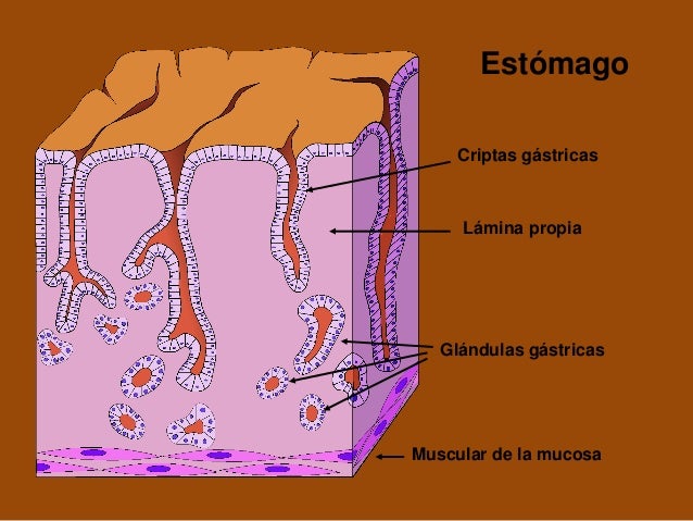 Histología del Sistema Digestivo parte 2