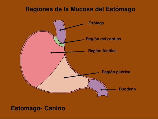 Histología del Sistema Digestivo parte 2