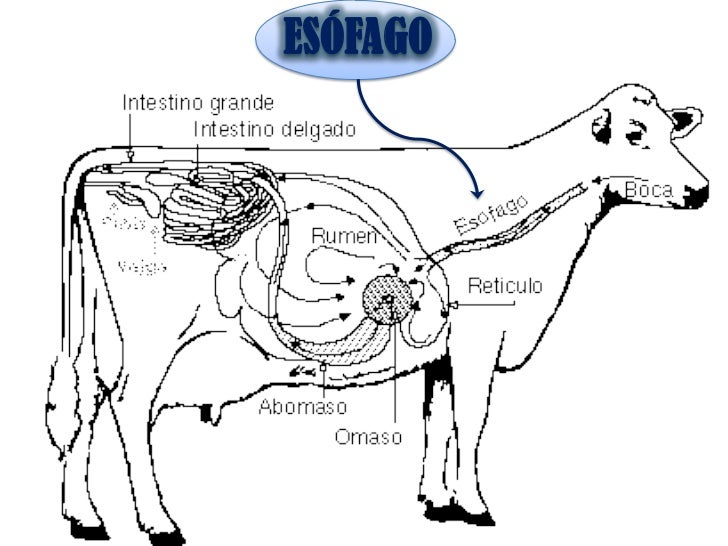 PPS - Sistema Digestivo