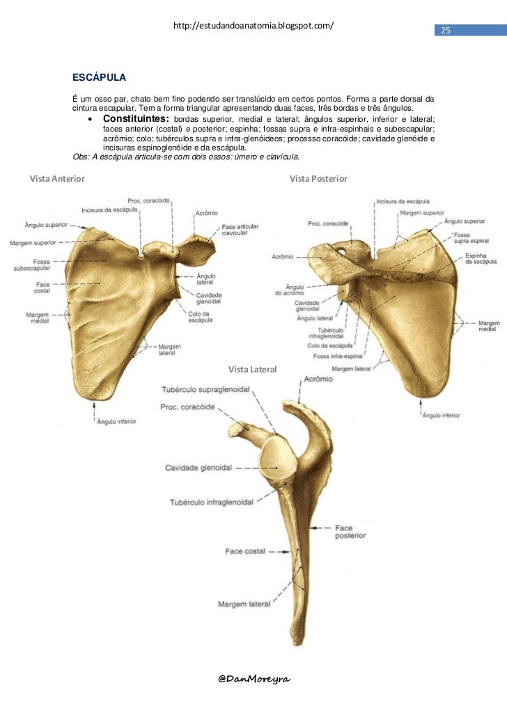 Apostila Sistema Esquelético