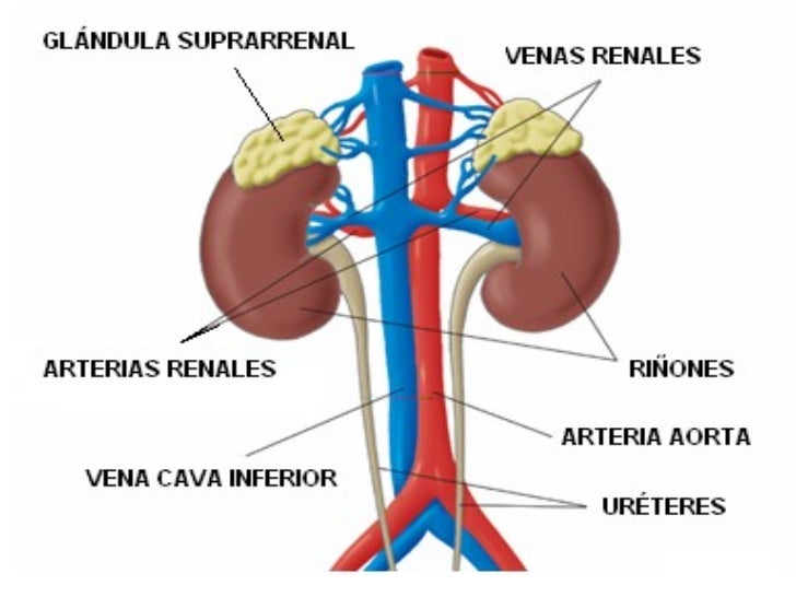 Sistema Excretor Humano Con Sus Partes Sistema Excretor Ieta