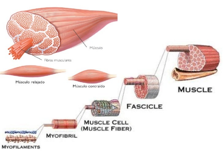Sist. muscular ii ok.
