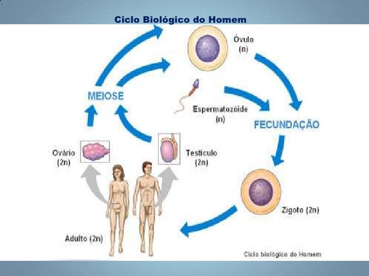 Sist. reprodutor masculino