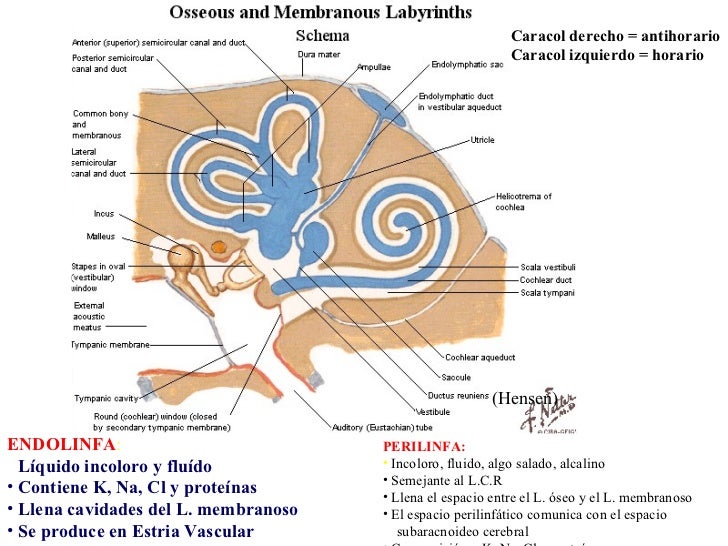 Sist. sensorial med. ok.
