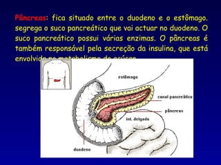 Sistema Digestivo | PPT