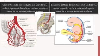 SIST DIGESTIVO EMBRIOLOGÍA LANGMAN.pptx