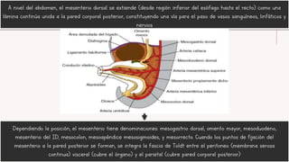 SIST DIGESTIVO EMBRIOLOGÍA LANGMAN.pptx