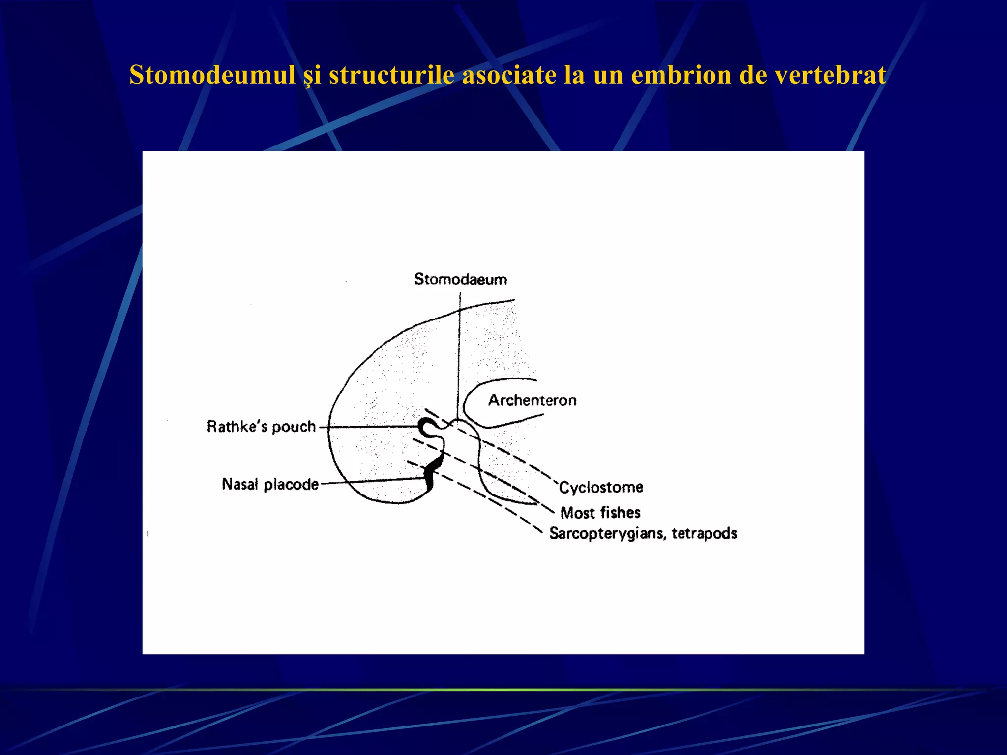 Sistemul Digestiv | PPT