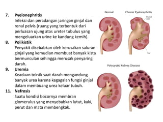 Sistem Ekskresi | PPTX