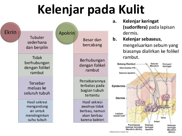 Sistem Ekskresi