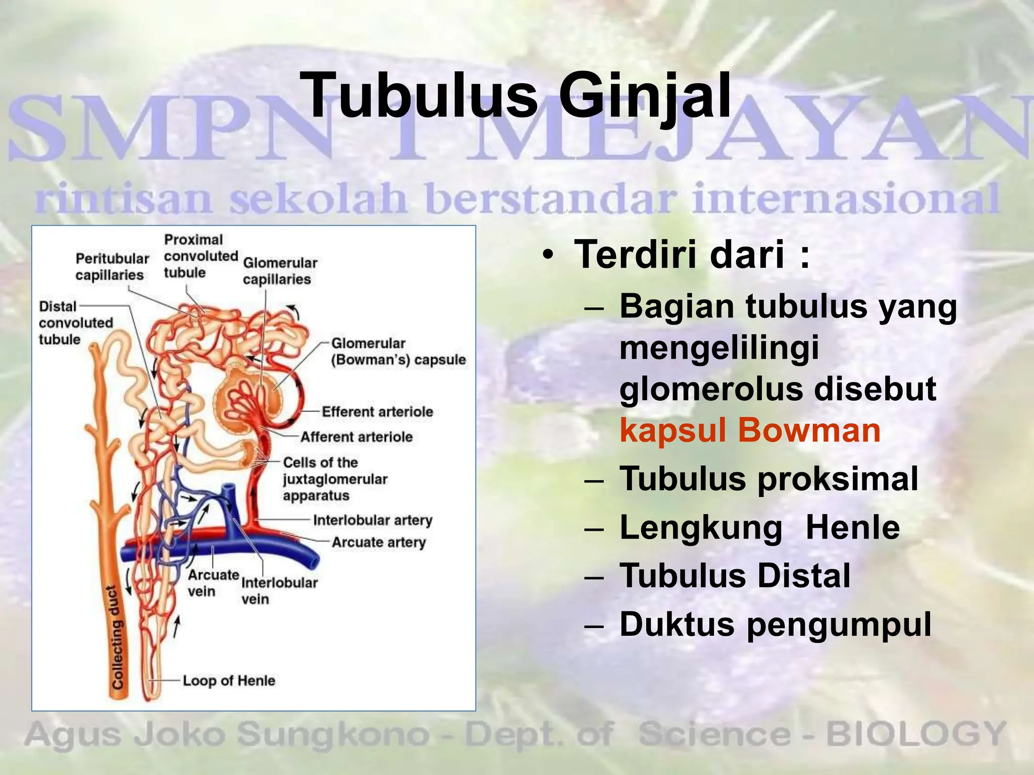 Sistem-ekskresi-PADA --MANUSIA.pptx.pptx