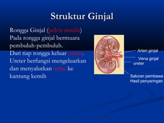 Sistem ekskresi-pada-manusia | PPT